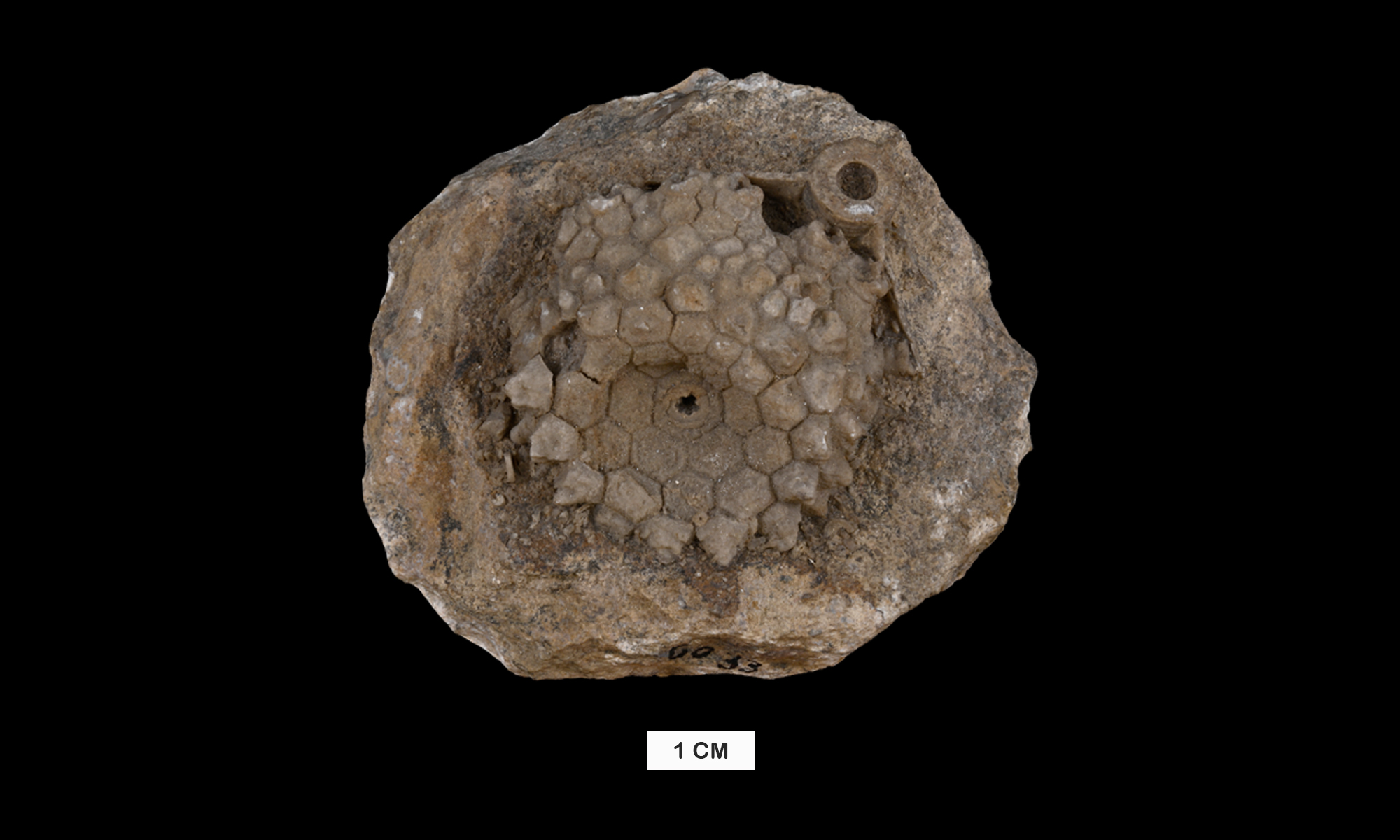 Megistocrinus rugosus · Devonian Atlas of Ancient Life