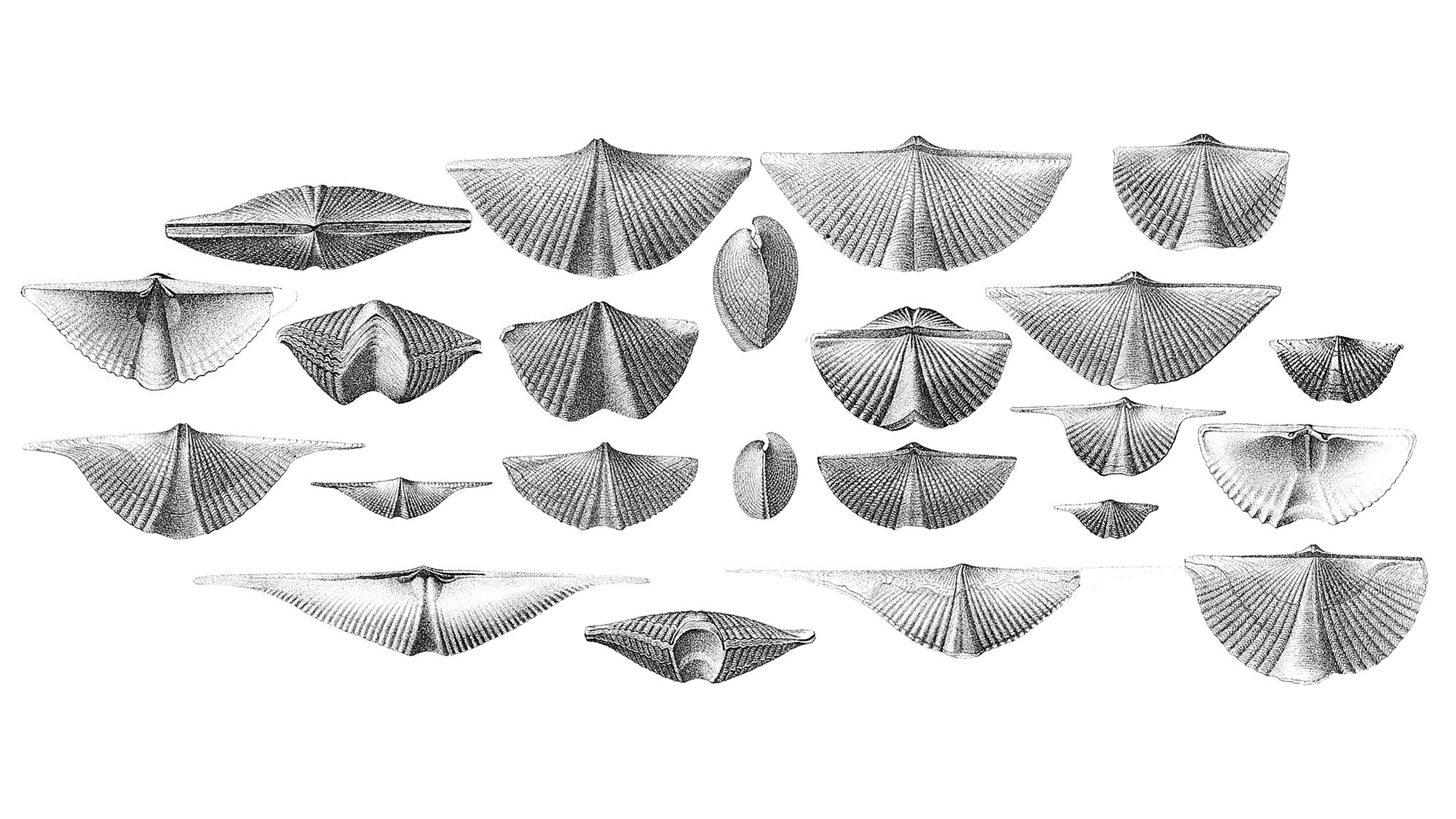 Mucrospirifer mucronatus · Devonian Atlas of Ancient Life