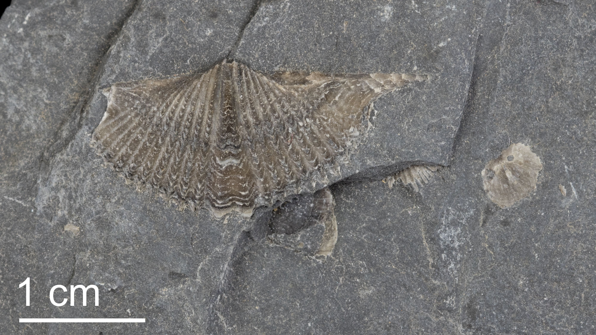 Mucrospirifer mucronatus · Devonian Atlas of Ancient Life