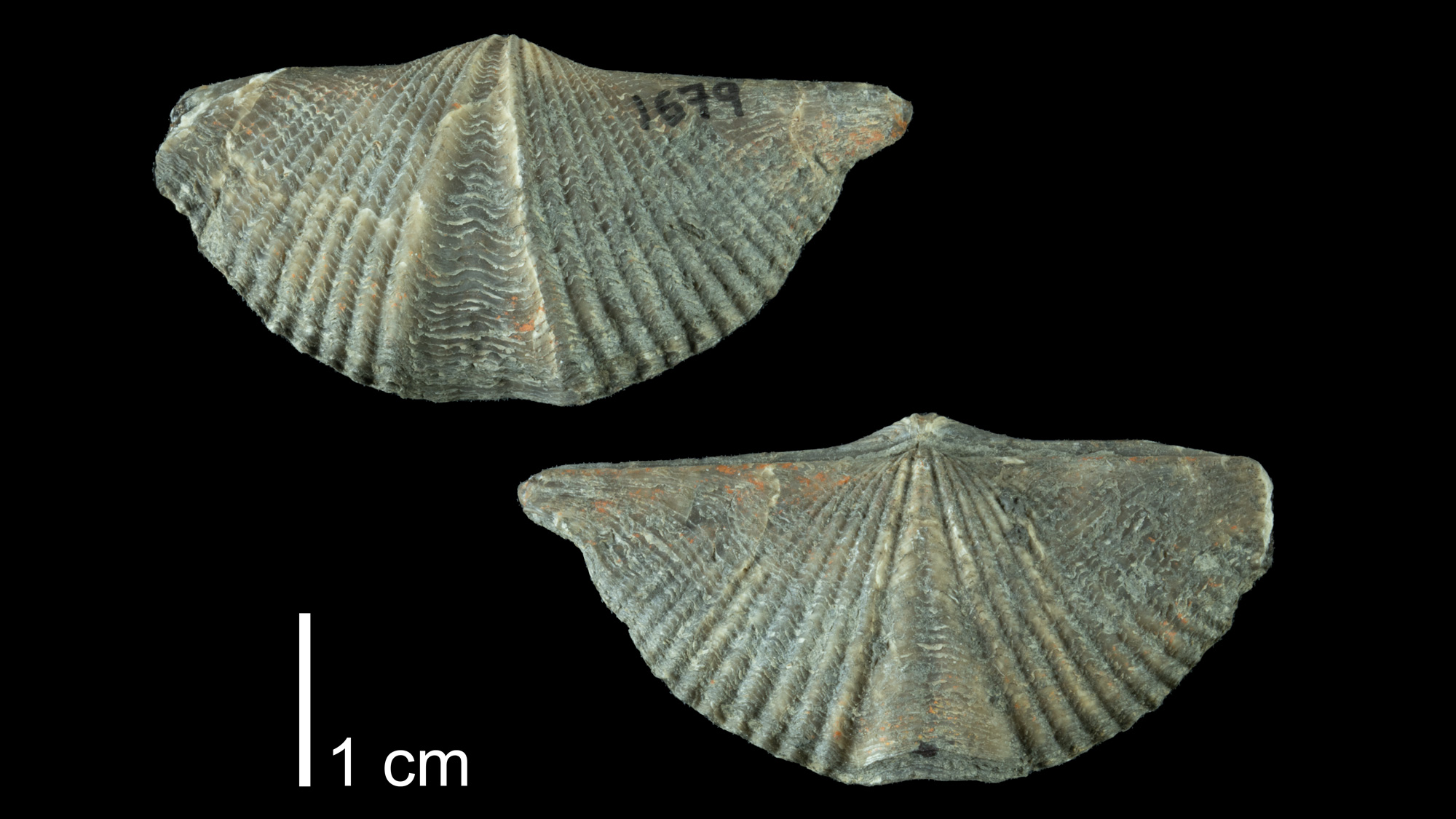 Mucrospirifer mucronatus · Devonian Atlas of Ancient Life