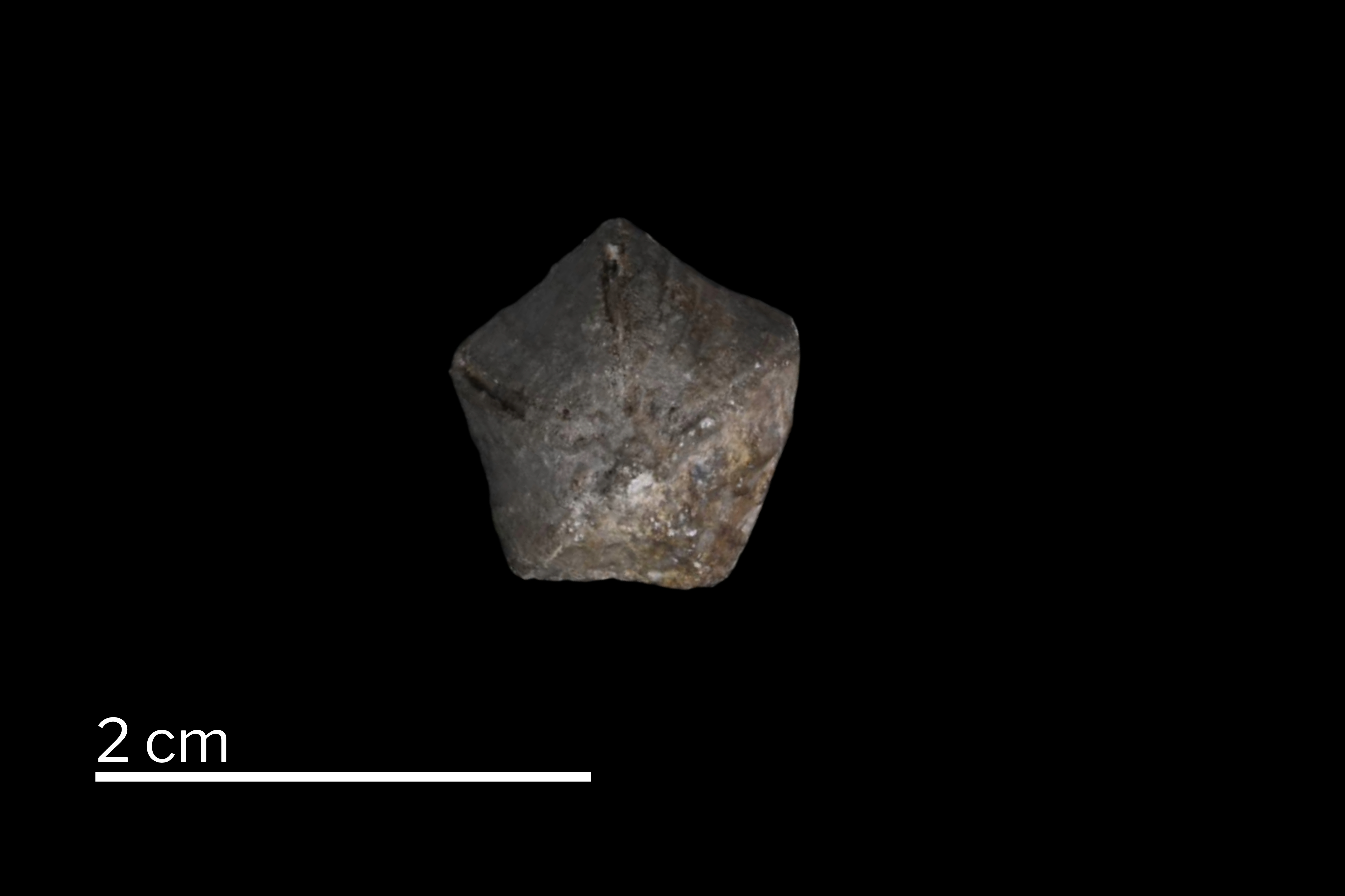 Nucleocrinus greeni · Devonian Atlas of Ancient Life