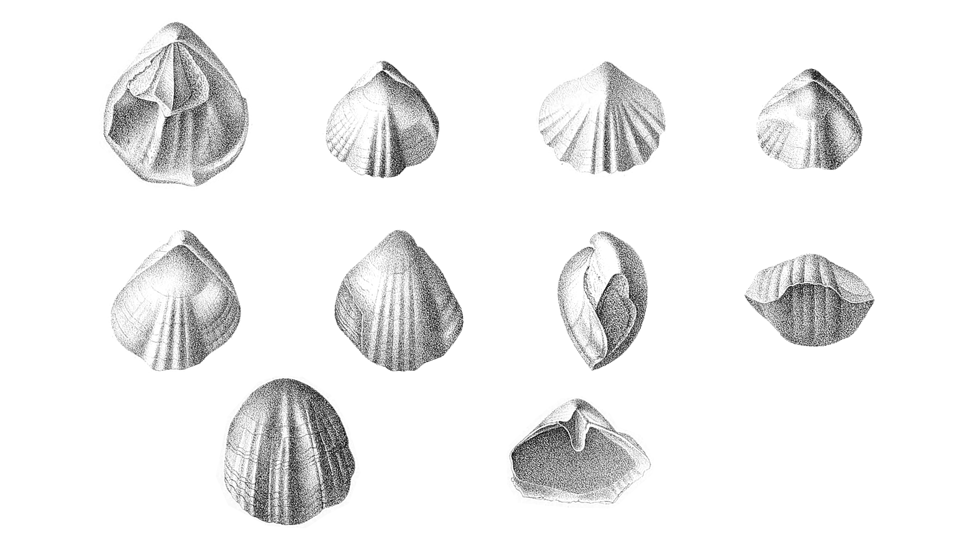 Pentamerella pavilionensis · Devonian Atlas of Ancient Life