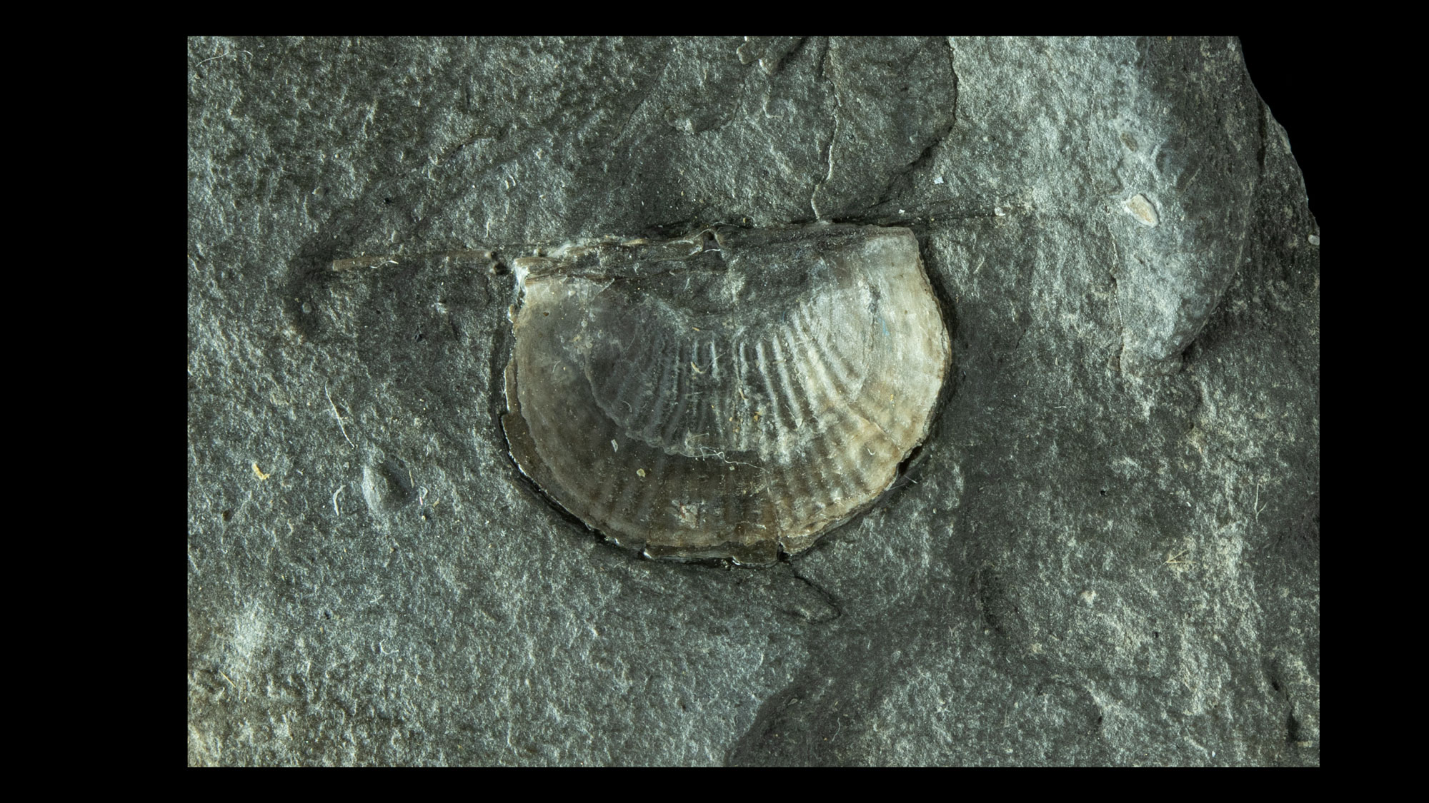 Sinochonetes lepidus · Devonian Atlas of Ancient Life
