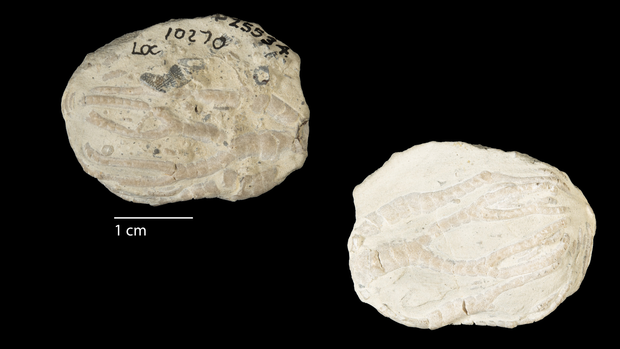 Taxocrinus telleri · Devonian Atlas of Ancient Life