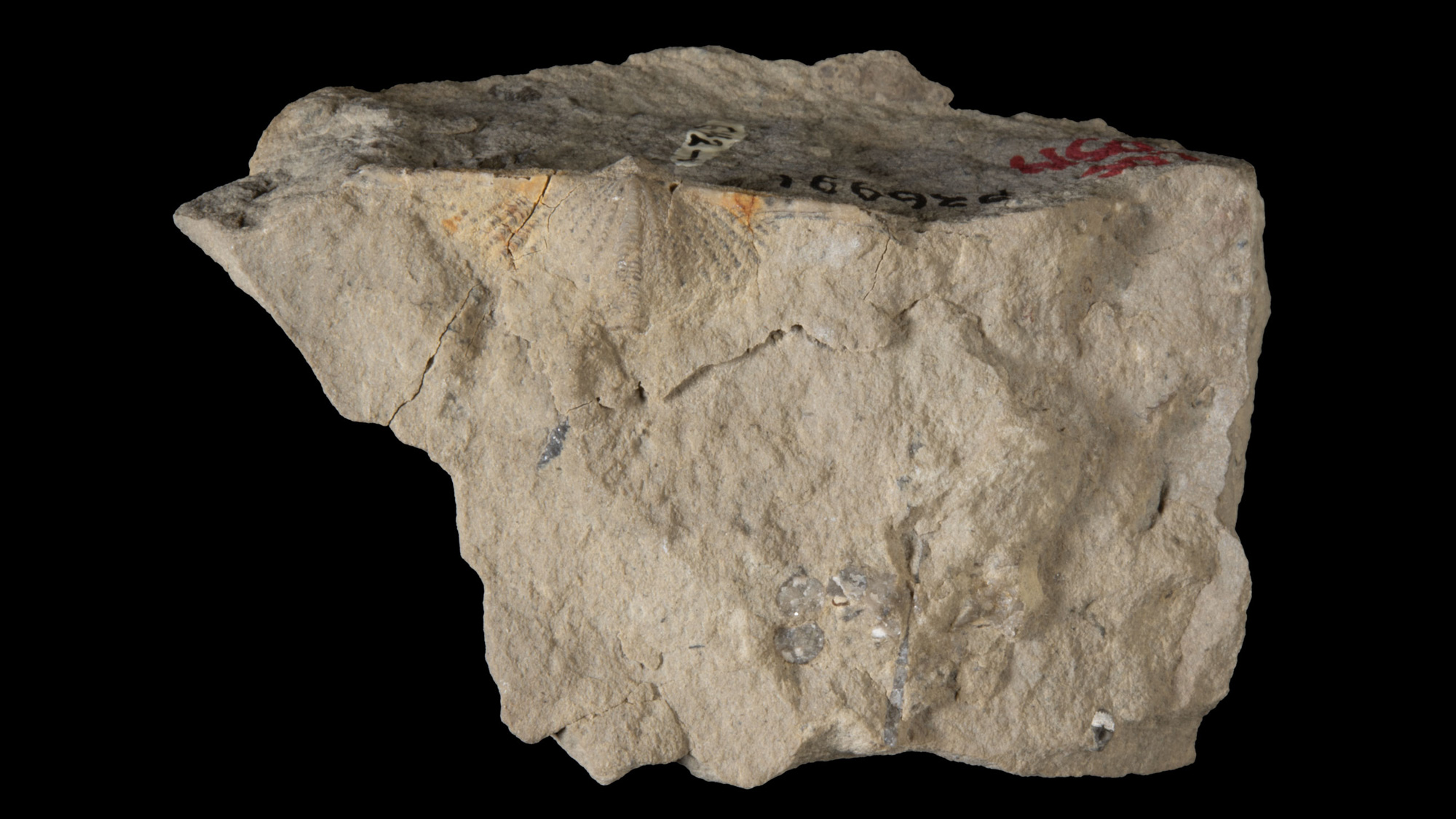 Tylothyris bimesialis · Devonian Atlas of Ancient Life