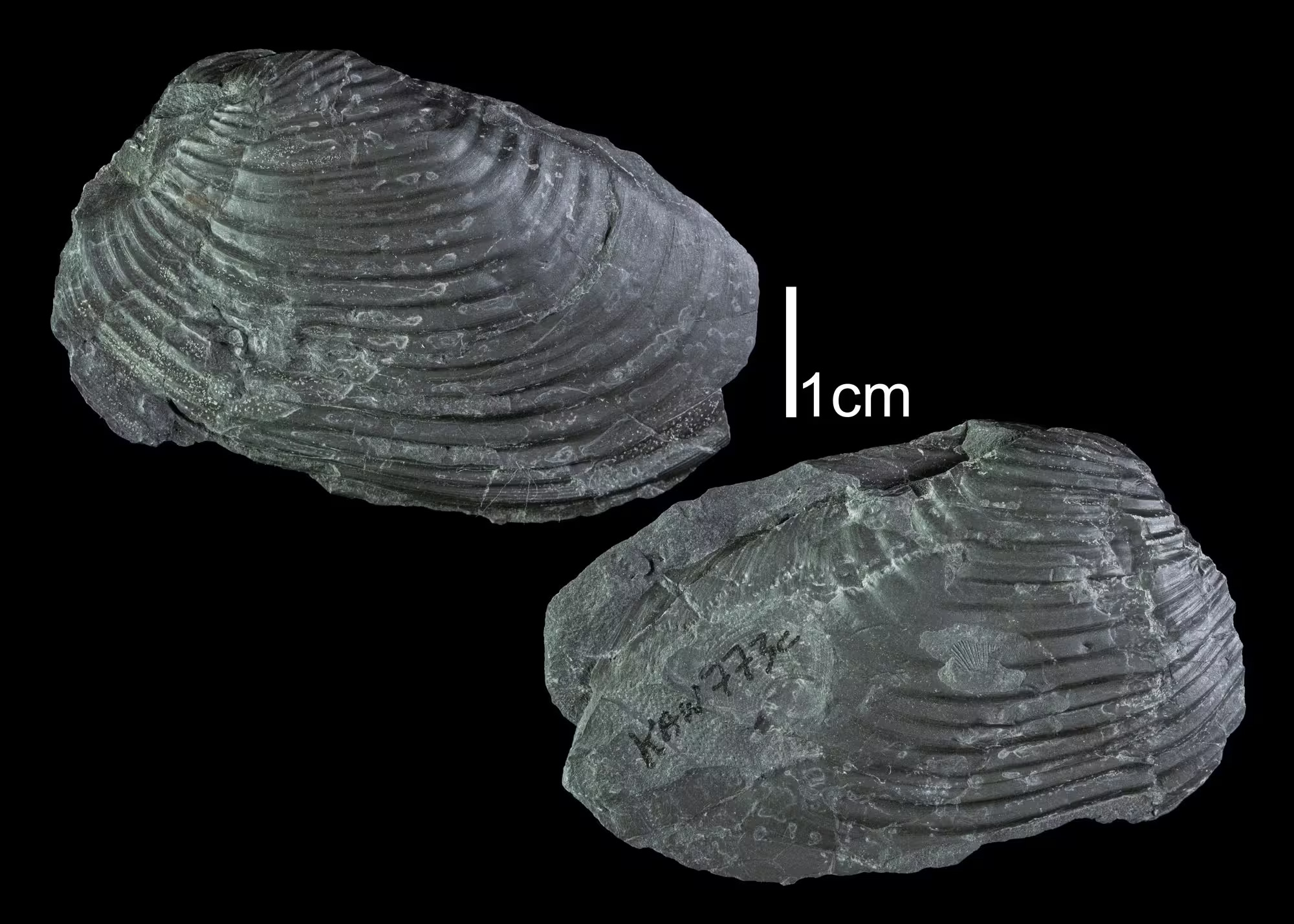 Bivalves · Devonian Atlas of Ancient Life