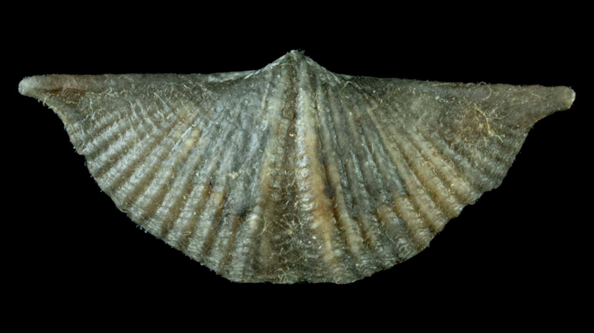 Brachiopods · Devonian Atlas of Ancient Life