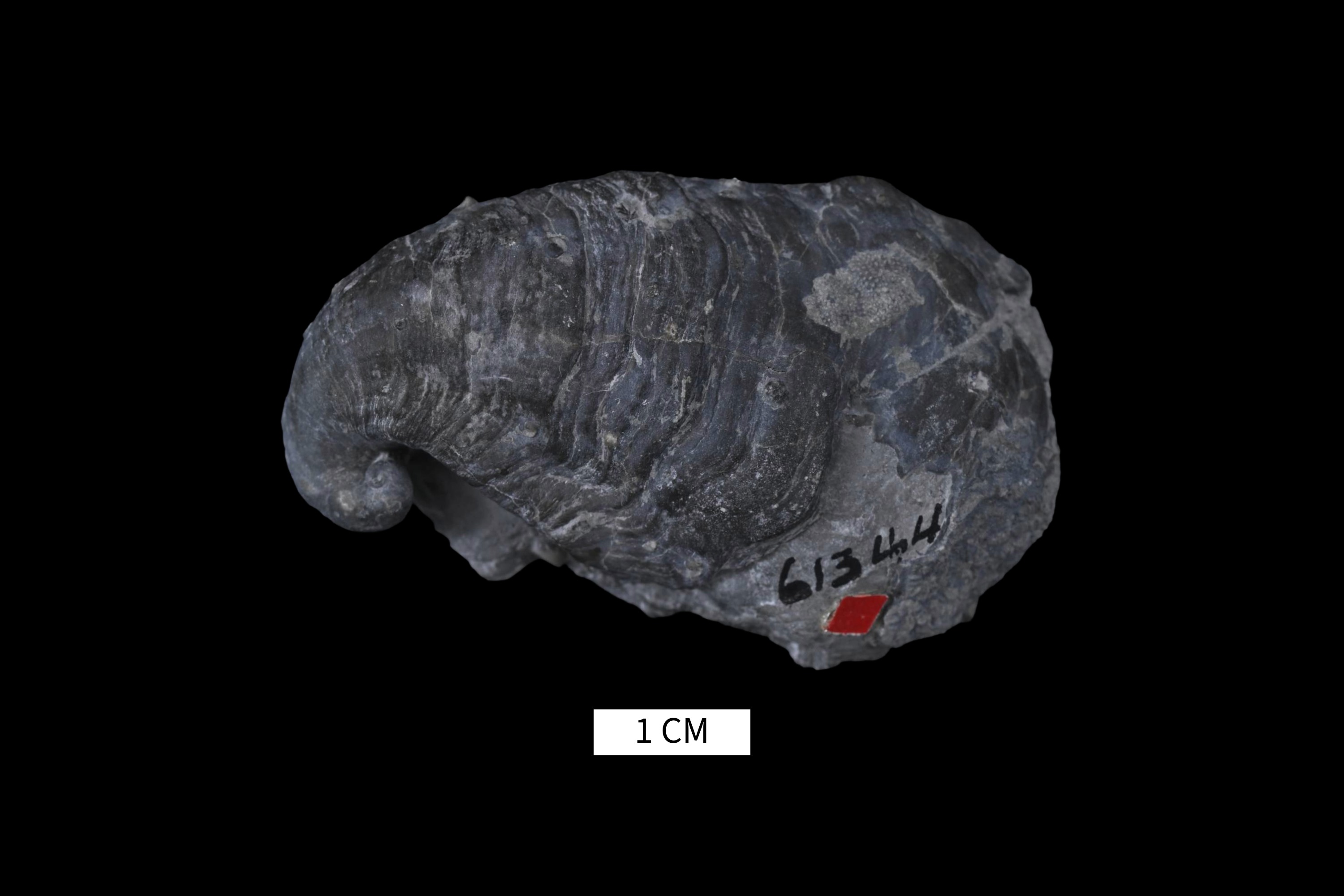 Gastropods · Devonian Atlas of Ancient Life