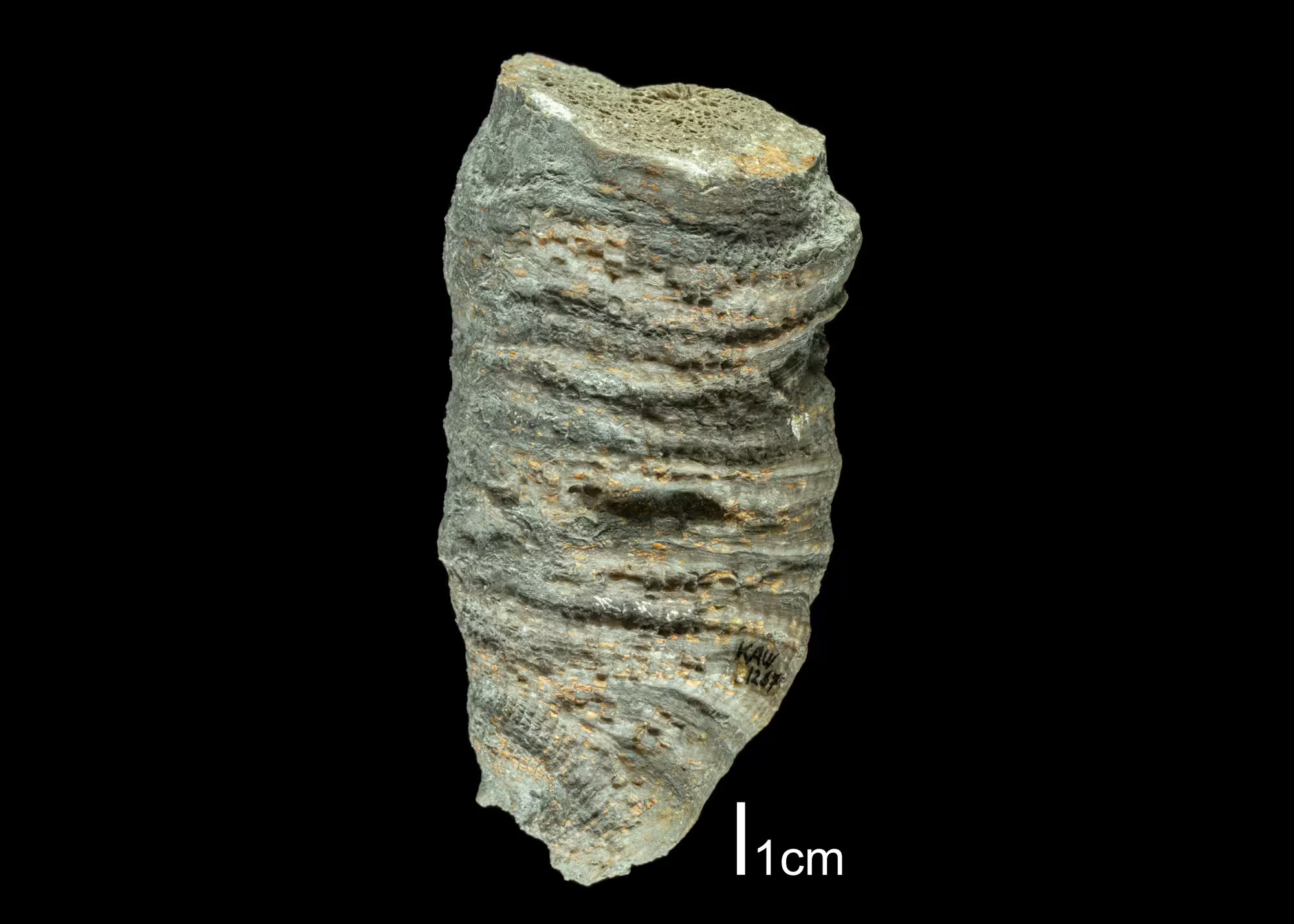 Rugose Corals · Devonian Atlas of Ancient Life